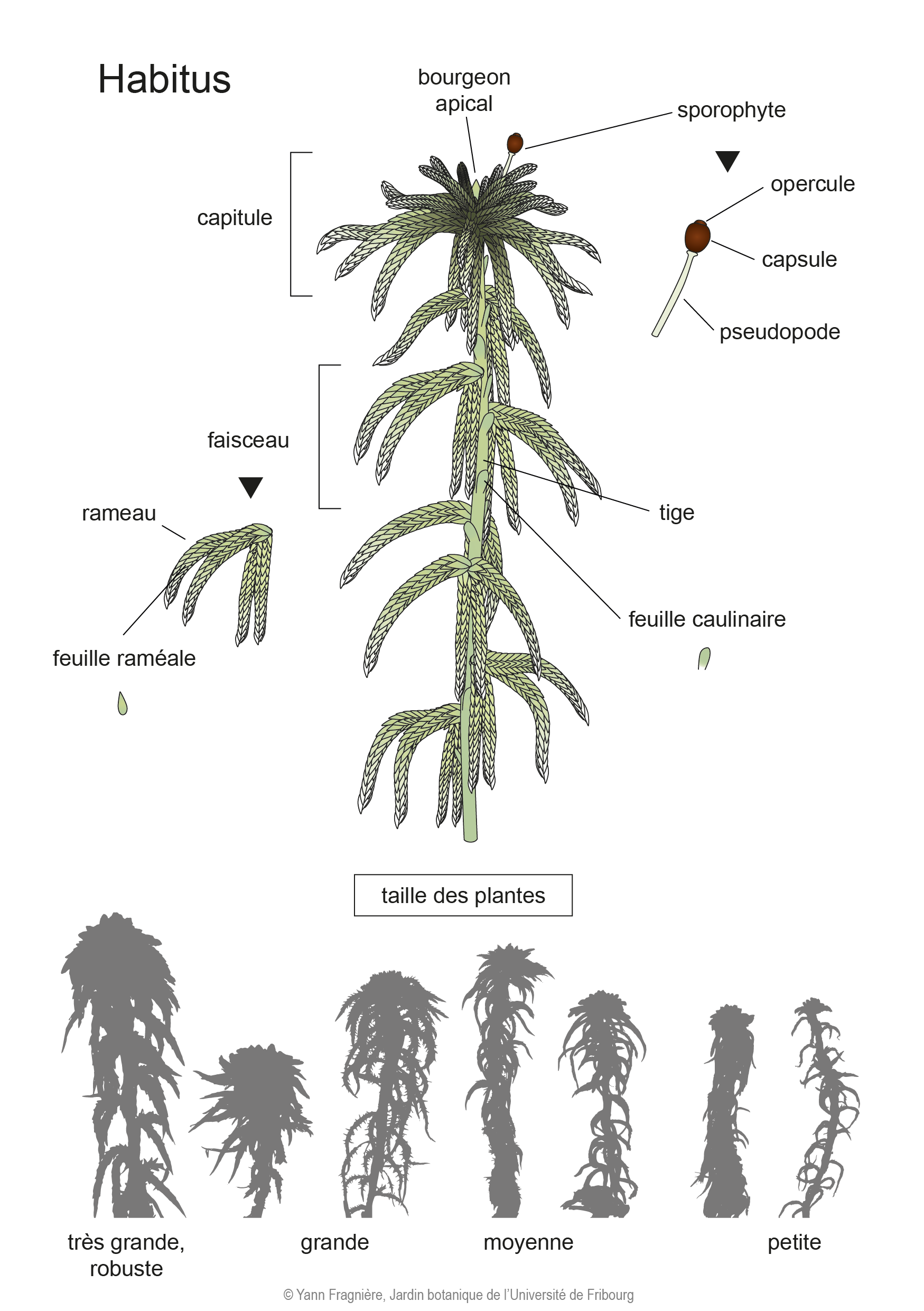 Habitus